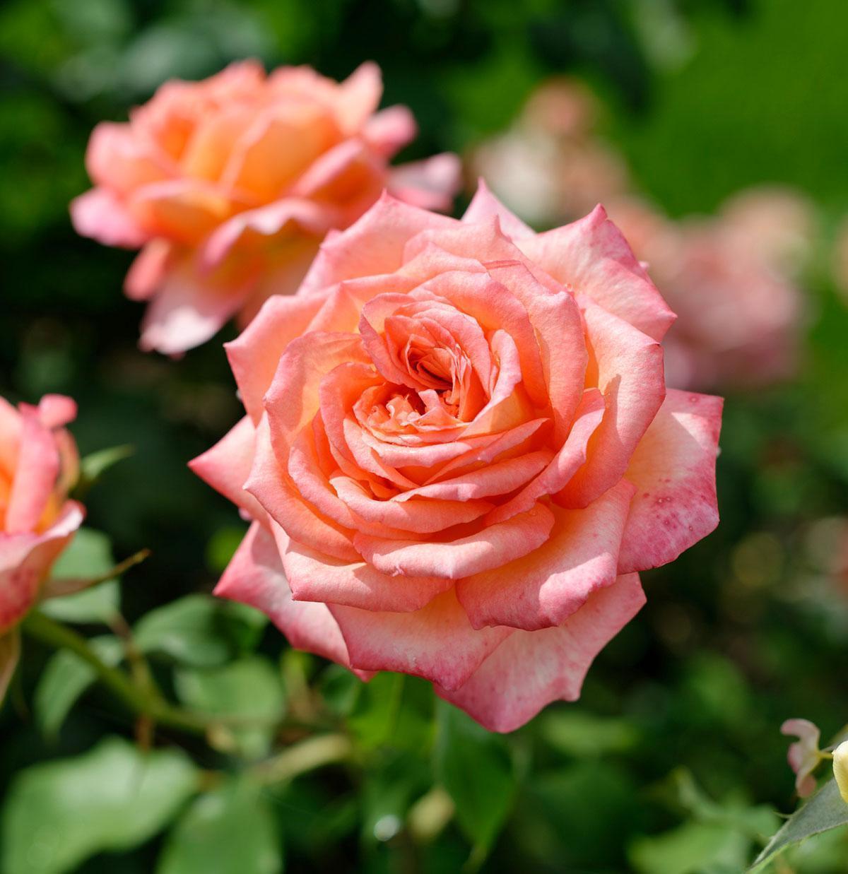 Rosen fachgemäß pflegen
